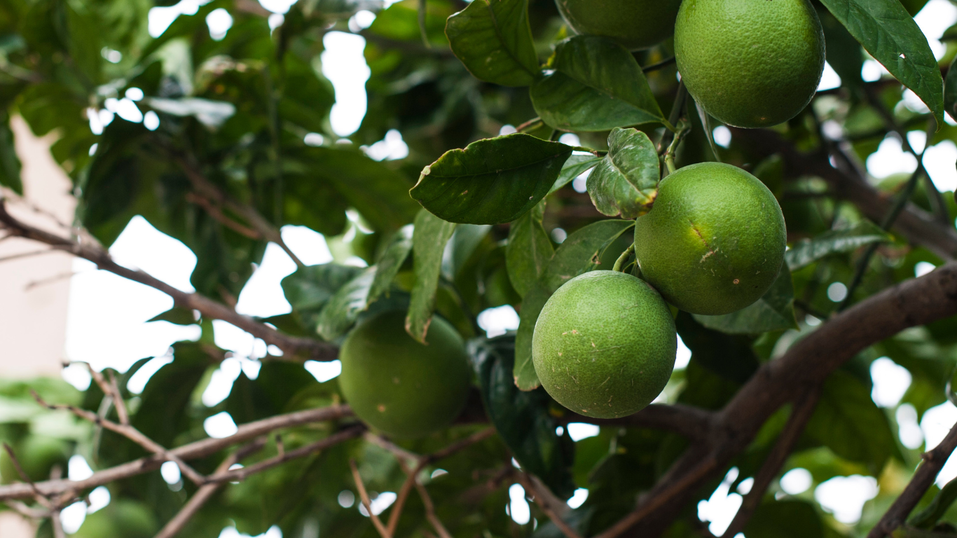 🍊 Essence de Mandarine Verte : Un Flacon, Trois Super-Pouvoirs - DE LA ...